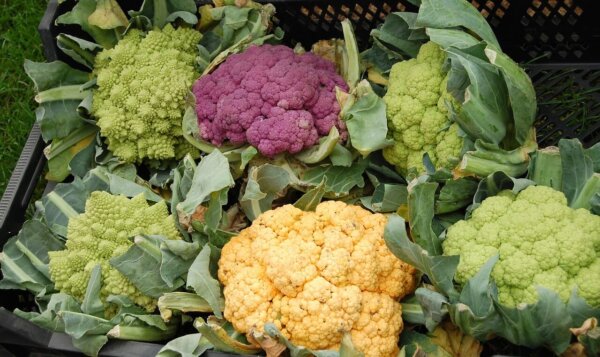 10 neat things about cauliflower - Canada's Local Gardener magazine