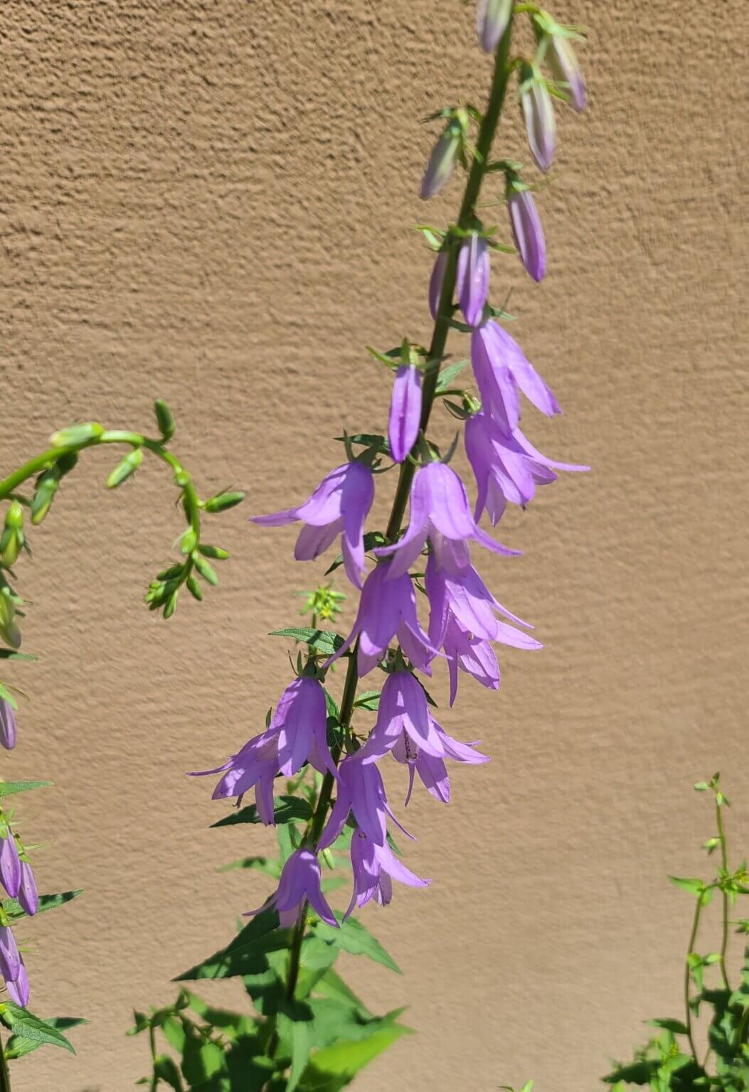 10 Neat Things about Creeping Bellflower - Canada's Local Gardener magazine