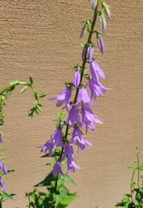 10 Neat Things about Creeping Bellflower - Canada's Local Gardener magazine