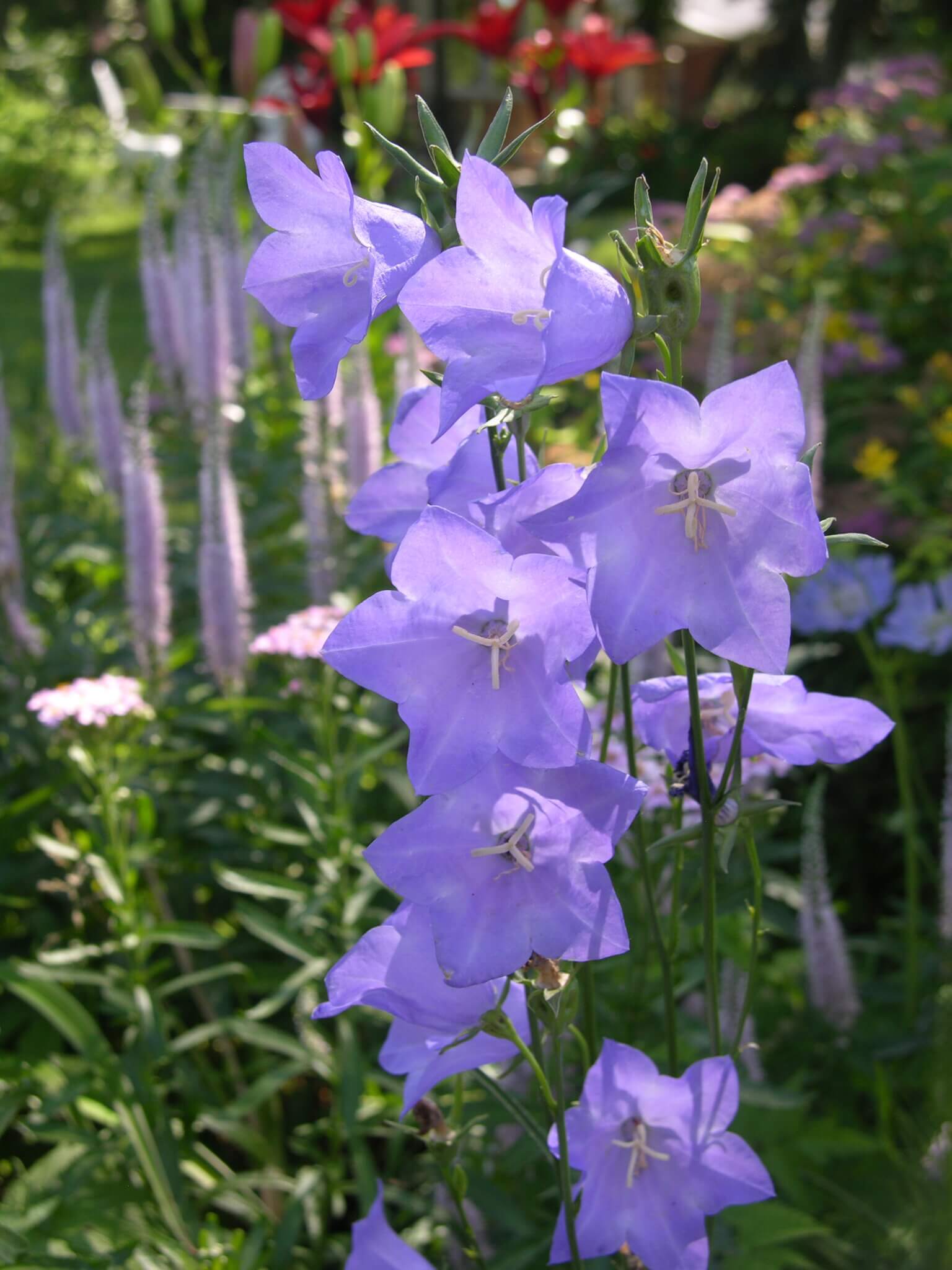 10 Neat Things about Creeping Bellflower - Canada's Local Gardener magazine