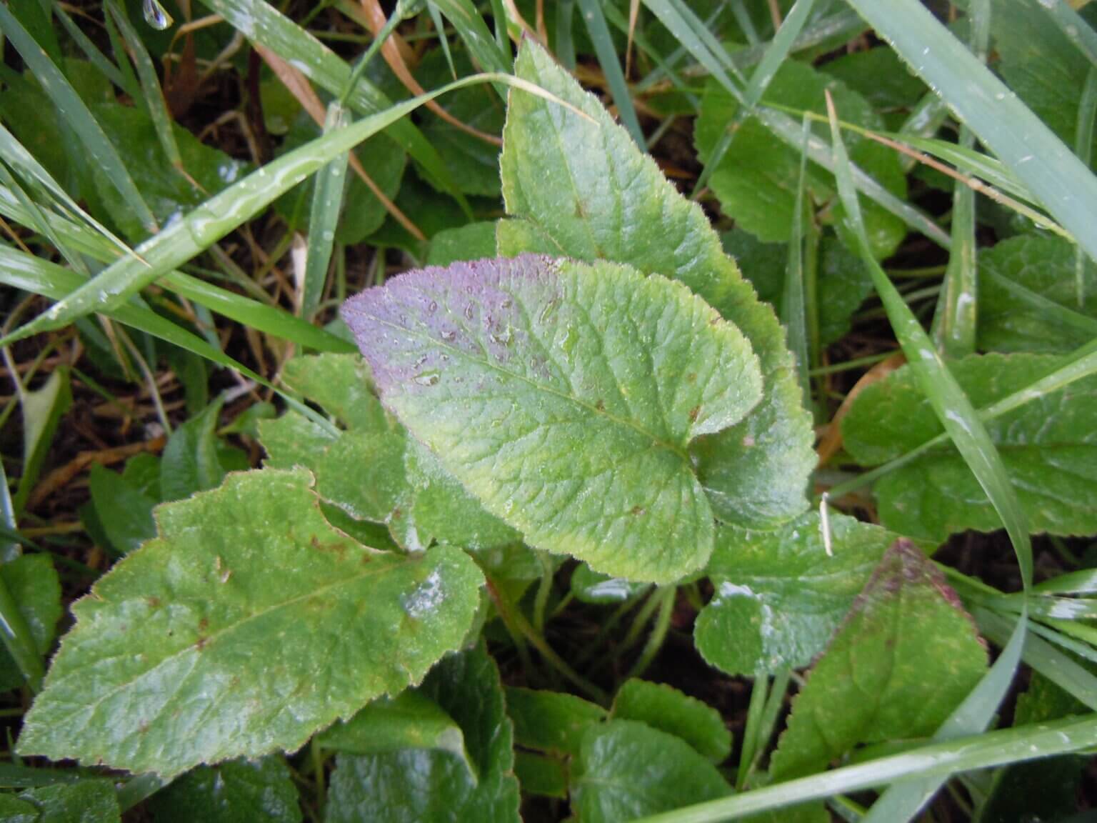 10 Neat Things about Creeping Bellflower - Canada's Local Gardener magazine