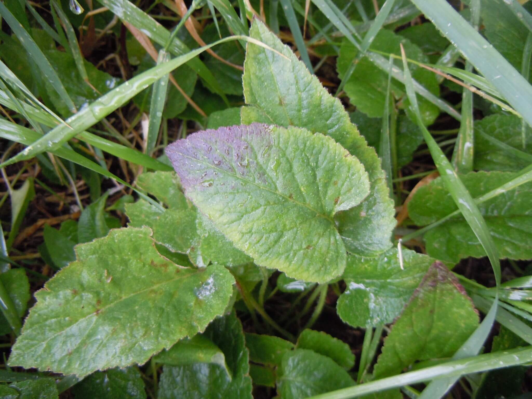 10 Neat Things about Creeping Bellflower - Canada's Local Gardener magazine