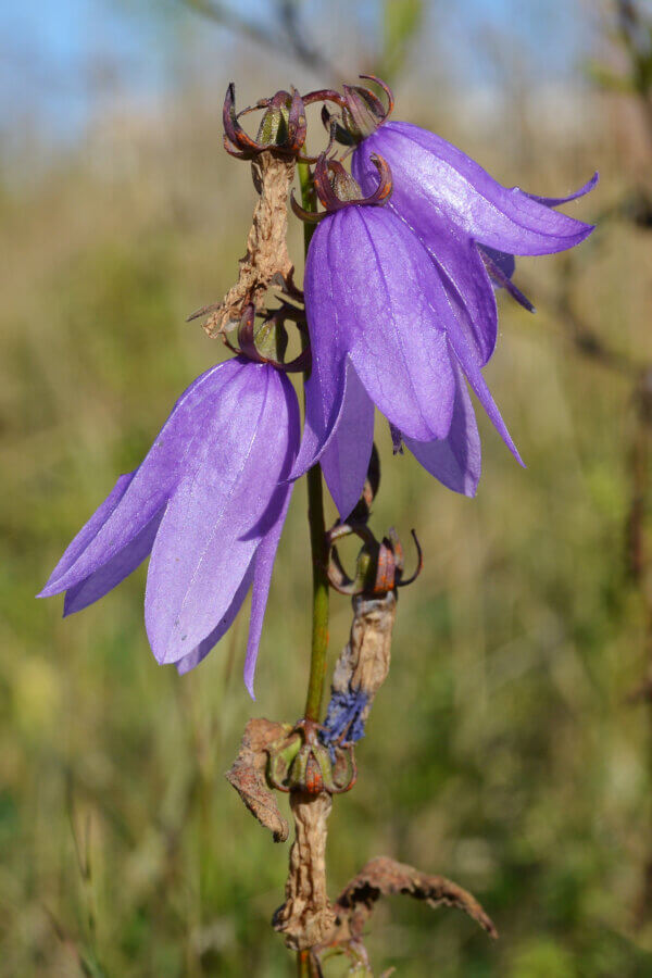10 Neat Things about Creeping Bellflower - Canada's Local Gardener magazine