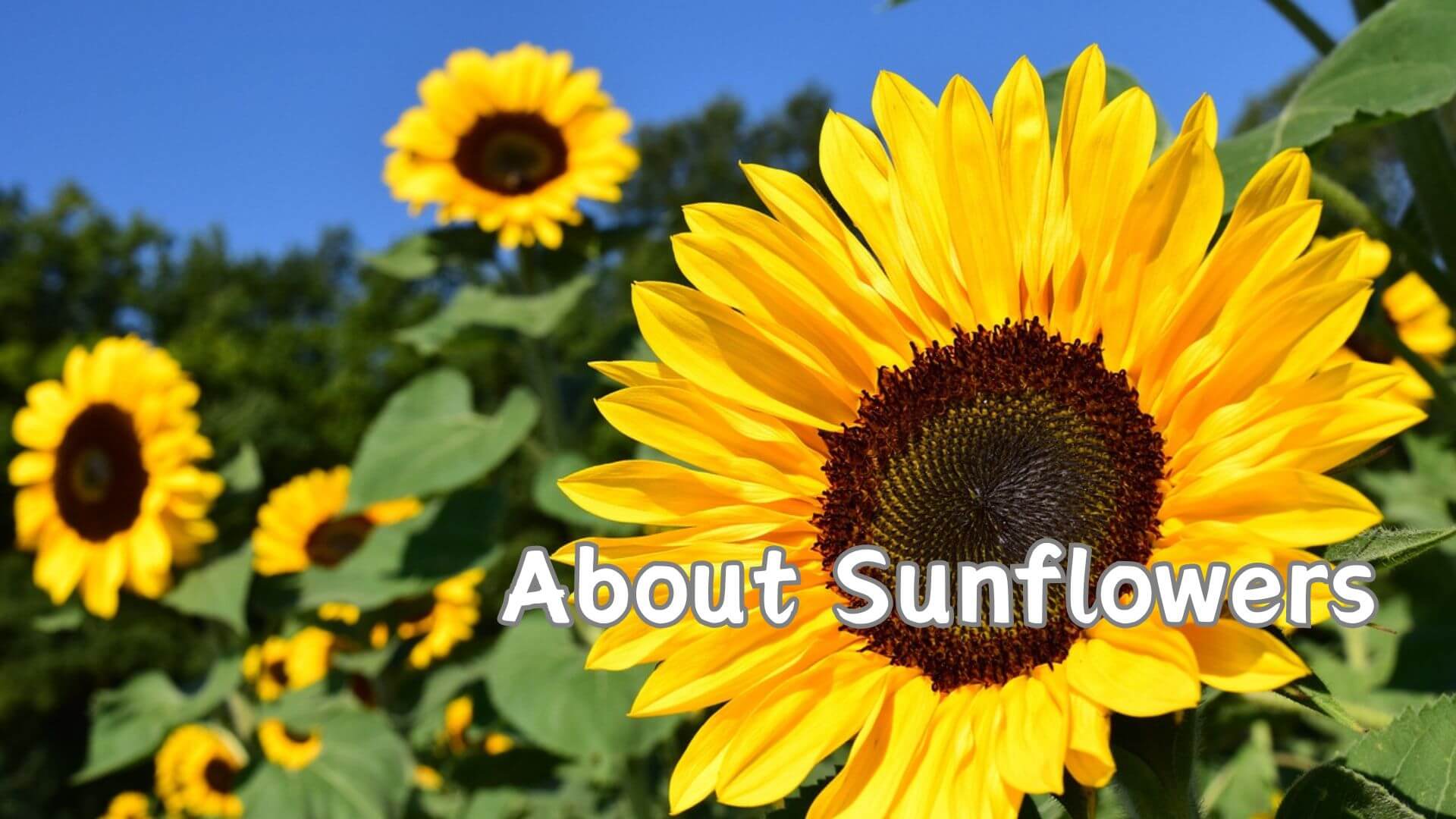 10 Neat Things About Sunflowers Canada S Local Gardener Magazine
