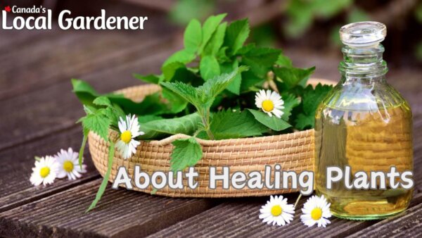 10 Neat Things About Healing Plants - Canada's Local Gardener magazine