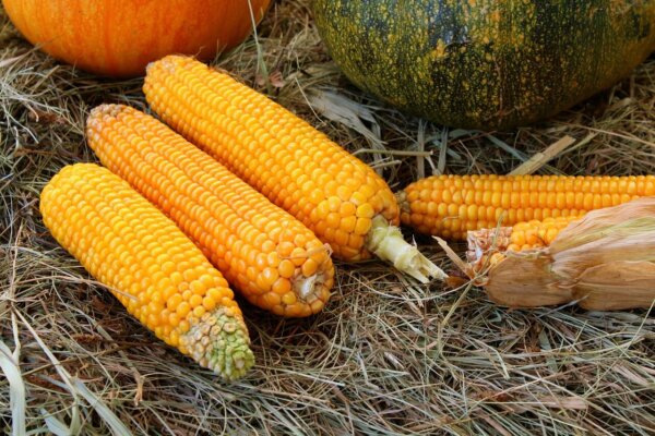 10 Neat Things About Corn - Canada's Local Gardener magazine