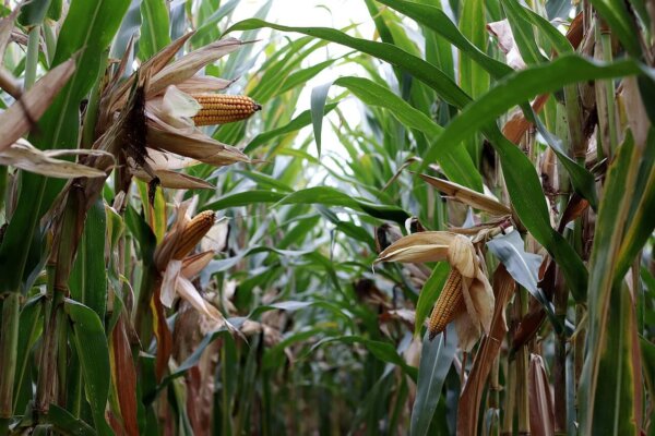 10 Neat Things About Corn - Canada's Local Gardener magazine