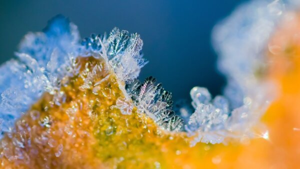 10 Neat Things About Frost - Canada's Local Gardener magazine