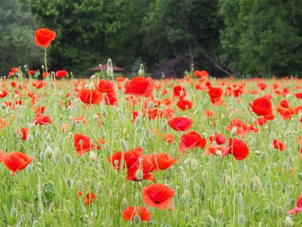 10 Neat Things About Poppies - Canada's Local Gardener magazine