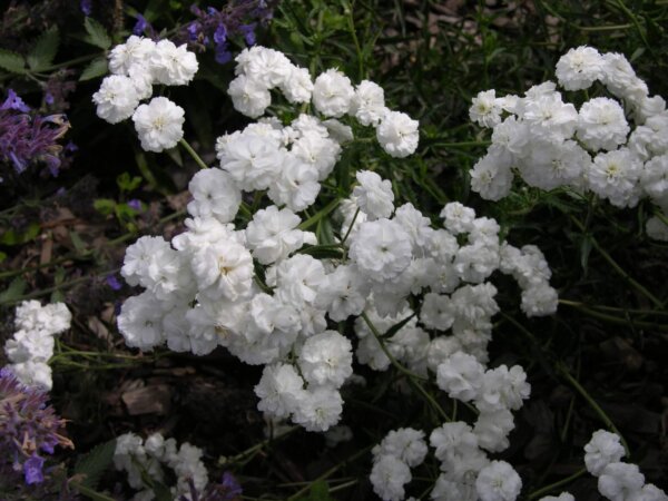 10 Neat Things About Yarrow - Canada's Local Gardener magazine