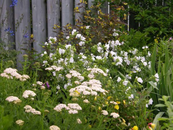 10 Neat Things About Yarrow - Canada's Local Gardener magazine