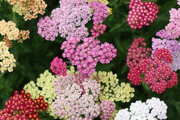 10 Neat Things About Yarrow - Canada's Local Gardener magazine