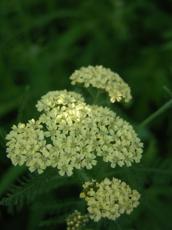 10 Neat Things About Yarrow - Canada's Local Gardener magazine