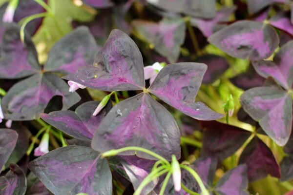 Shamrocks are full of surprises: 10 Neat Things - Canada's Local ...