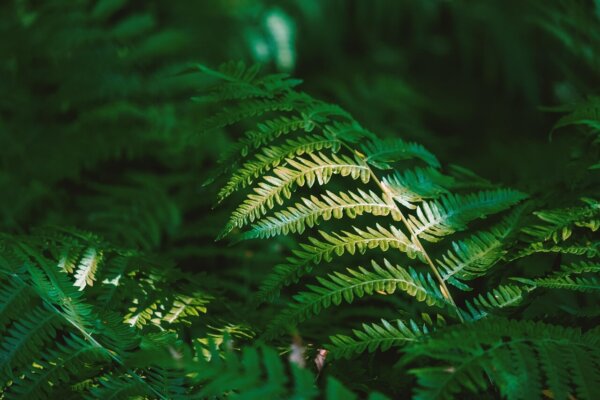 The secret life of ferns: 10 strange and wonderful things - Canada's ...