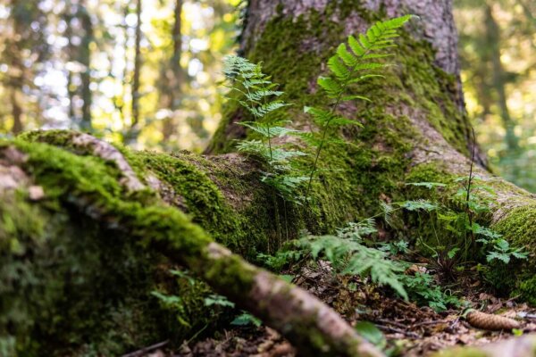 The secret life of ferns: 10 strange and wonderful things - Canada's ...