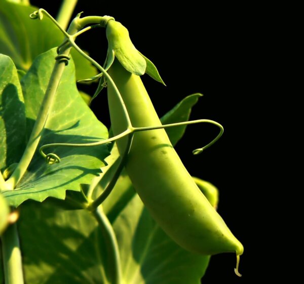 Not Two Peas in a Pod: 10 Neat Things About Peas and Sweet Peas ...