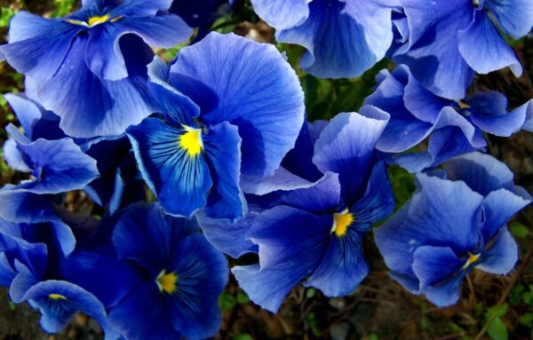 Pansies: more than a pretty face - Canada's Local Gardener magazine