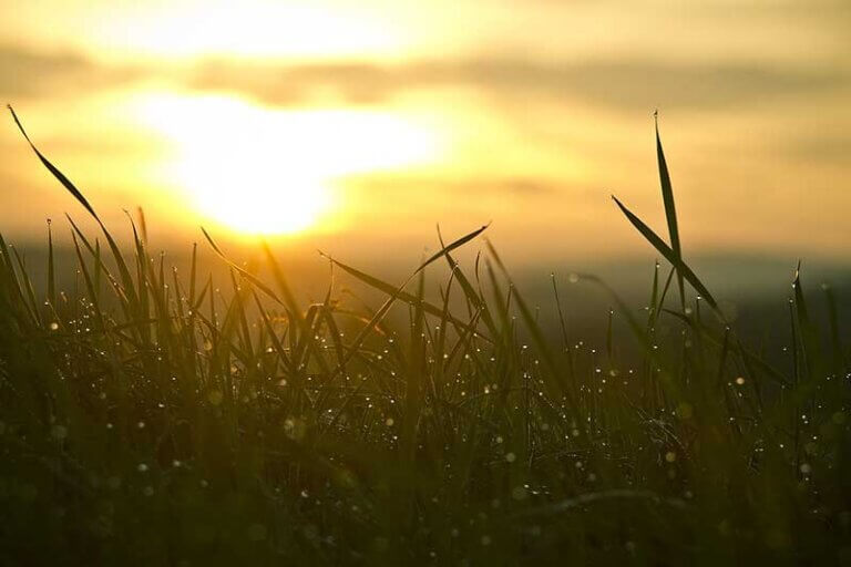 Sunlight secrets: 10 neat things about sunlight in the garden - Canada ...